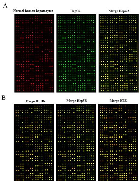 Protein Array Analysis Using The Panorama Cell Signalling Antibody