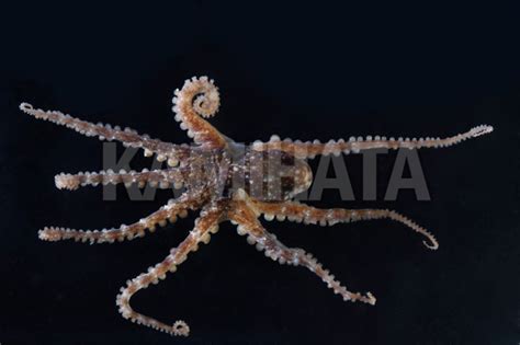 KBO マメダコ 海水魚カミハタビジネスオンライン
