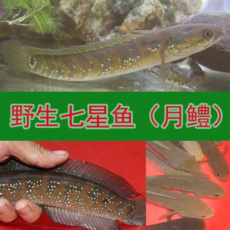 七星雷龙鱼苗 七星鱼苗 七星鱼鱼苗批发 第8页 大山谷图库