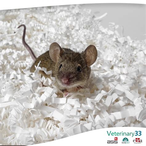 Treatment Of Ulcerative Dermatitis In Mice Mus Musculus With Gabapentin Veterinary 33
