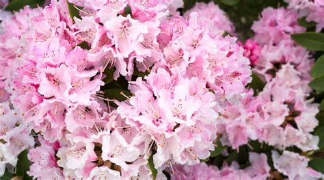 15 Dwarf Azalea Varieties For Compact Spaces