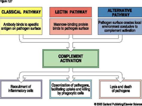 Lecture 20 The Complement System Flashcards Quizlet