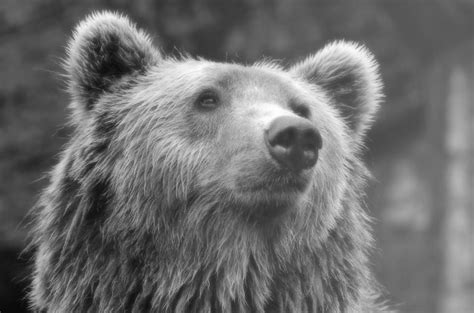 Block Reveal Effects Overview Codrops