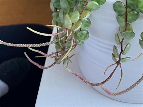 Do String Of Turtles Flower The Fascinating Facts The Home Team