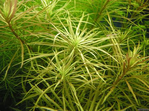 Pogostemon sp. "E 401" - Flowgrow Aquatic Plant Database