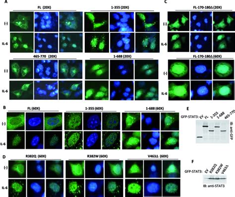 The Stat3 Hies Mutation Is A Gain Of Function Mutation That Activates