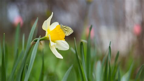 Бабочка нарцисс и · 1920x1080 Full Hd бесплатная фотография от Denisark картинки и обои на