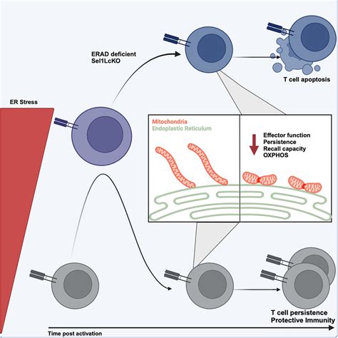 Er Associated Degradation Adapter Sel1l Is Required For Cd8 T Cell Function And Memory
