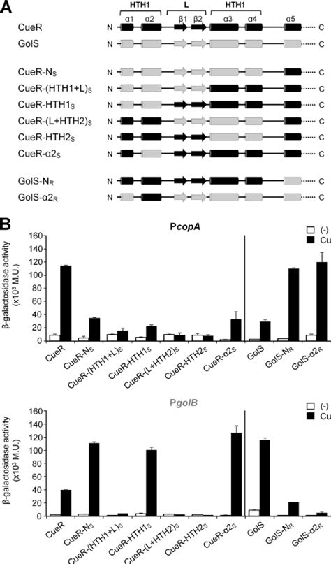 The N Terminal Dna Binding Domain Is Responsible For Selective Download Scientific Diagram