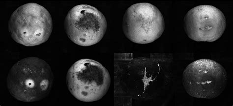 Images Of Citrus Fruits With Different External Defects Acquired With A Download Scientific