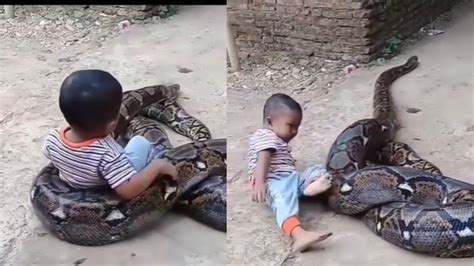 Viral Video ಅಬ್ಬಬ್ಬಾ ದೈತ್ಯ ಹೆಬ್ಬಾವನ್ನೇ ತನ್ನ ಆಟಿಕೆಯನ್ನಾಗಿ ಮಾಡಿಕೊಂಡ