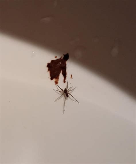 Sneaky Spider In Work Toilet Rspiders