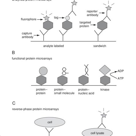 11 Three Categories Of Protein Microarrays A Analytical Protein