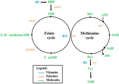 🩸 B9 And B12 Causing Macrocytosis 🩸 Whenever We See A Macrocytic Or Megaloblastic Anemia We