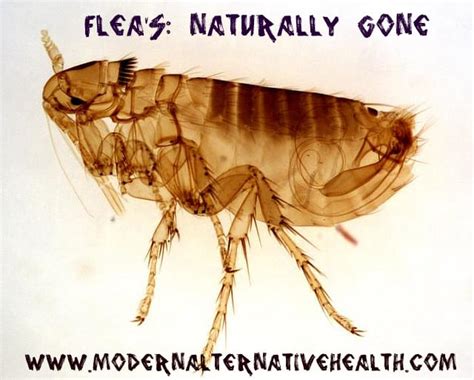 How To Get Rid Of Fleas Naturally