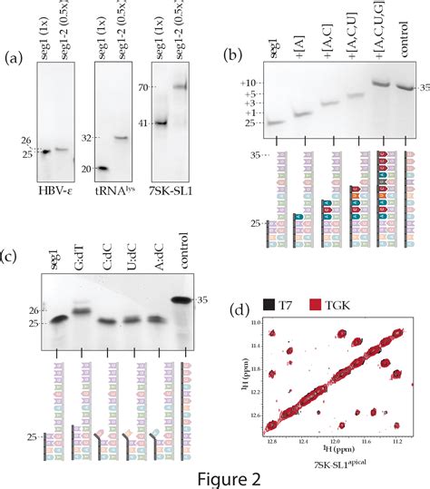 Figure 2 From Extending The Toolbox For Rna Biology With Segmodtex A
