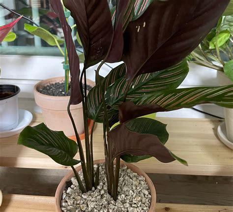 식물등은 필수템이지만 비싸다