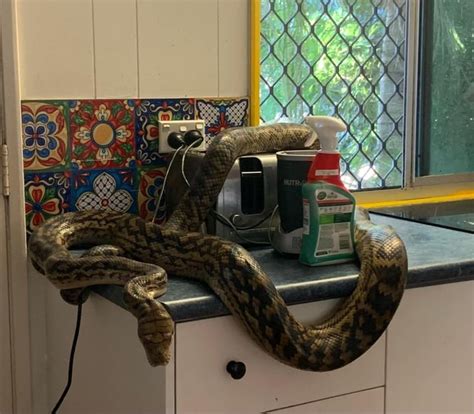 Scrub Python That Found Its Way Into My House Last Year Raustralia