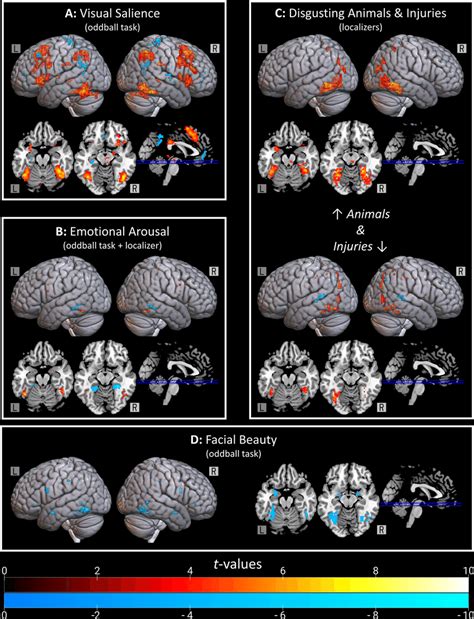 Brain Regions Implicated By The Oddball And Functional Localizer Tasks