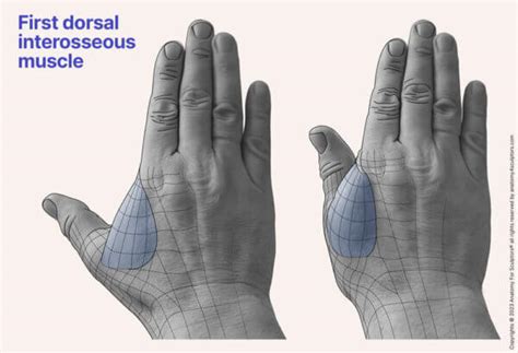 Hand Anatomy For Artists Anatomy For Sculptors