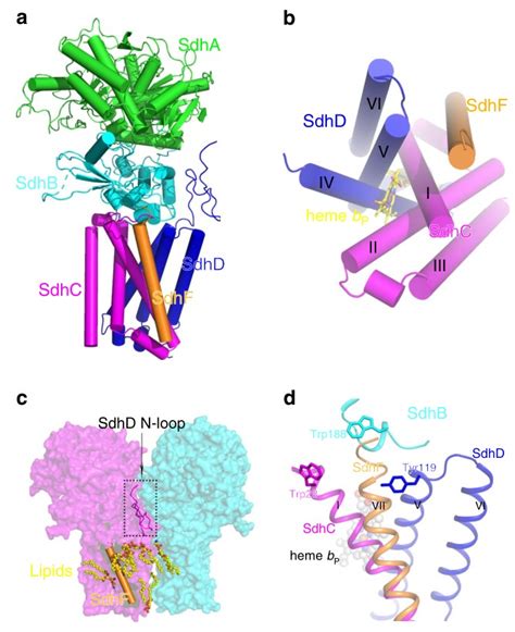 Nature Communications：含有sdhf膜蛋白的耻垢分枝杆菌琥珀酸脱氢酶三聚体的冷冻电镜结构 中科脂典