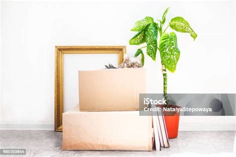 이동 하는 것 들 상자에는 고양이 냄비 흰색 배경 차고 판매 개념 복사 공간에 오래 된 프레임에에서 꽃 상자 가정 생활에 대한 스톡 사진 및 기타 이미지 Istock