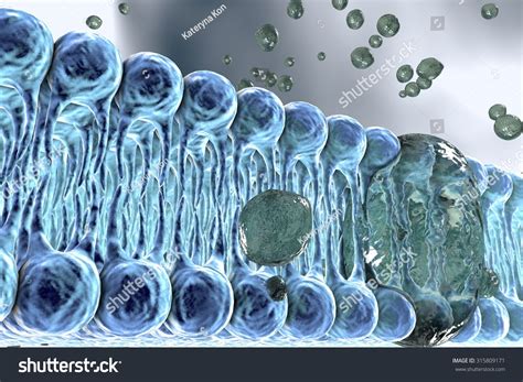 Cell Membrane 3d Illustration Stock Illustration 315809171 Shutterstock