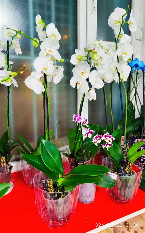 Холтсон хөрстэй Турк сортын цахирмаа цэцэг 50 ХЯМДРАЛТАЙ хаана ч байхгүй хямд үнэ😍🥰 Том сорт