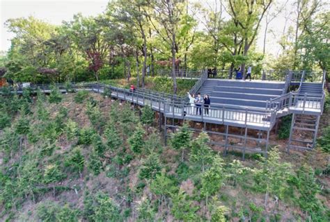 하루만보 국내 유일 편백나무 숲 무장애길은평 봉산숲길 아시아경제 하루만보 국내 유일 편백나무 숲 무장애길은평 봉산숲길 아시아경제