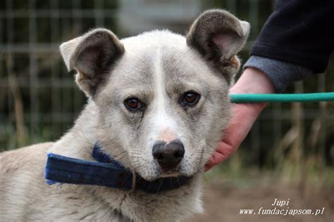 Jupi Fundacja Przyjaciele Braci Mniejszych