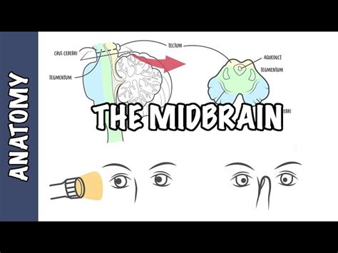 Clinical Anatomy Midbrain Structure Function And Some Conditions