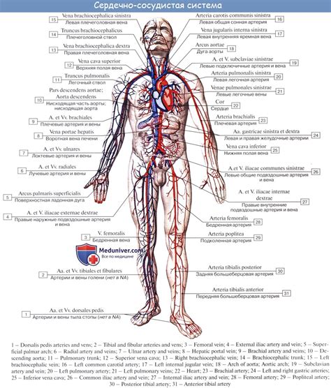 Анатомия: Малый круг кровообращения