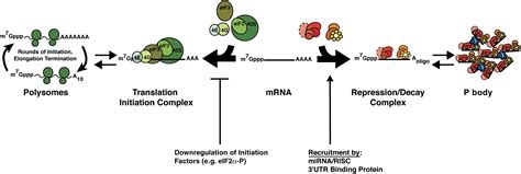 P Bodies And The Control Of Mrna Translation And Degradation Molecular