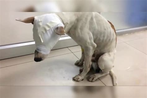 一条超可怜的流浪狗 饿的骨瘦如柴 还被人虐待成这样流浪狗虐待