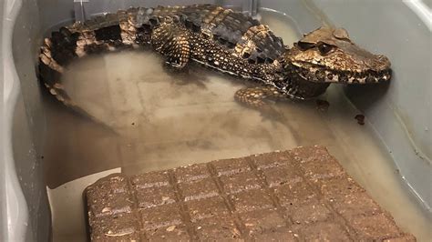 Oshkosh Area Humane Society Takes In Burmese Python Dwarf Caiman