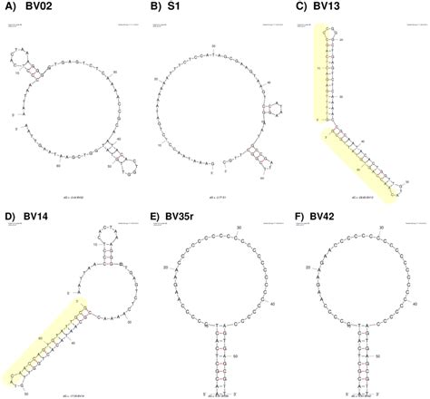 Secondary Structure 2d Of Aptamers Calculated By Mfold A Bv02 Is