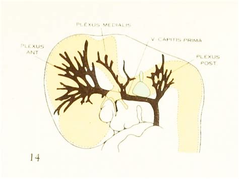 Neural Vascular Development Embryology
