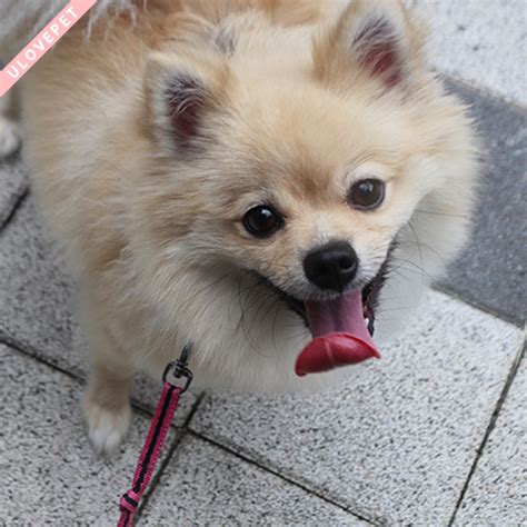 포메라니안 책임분양 강아지무료분양 고양이무료분양