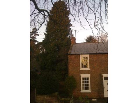 Removal Of Trees J C Trees Ltd