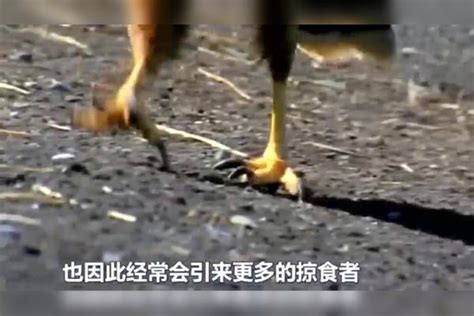 海雕手口并用啄食海狮幼崽，母狮闻声赶来，幼崽能否逃脱呢？海狮