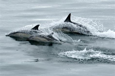 Common Dolphins Delphinus Delphinus © Mike Pennington Geograph