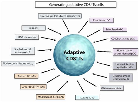 Generating Adaptive Cd8 Ts Cells Download Scientific Diagram