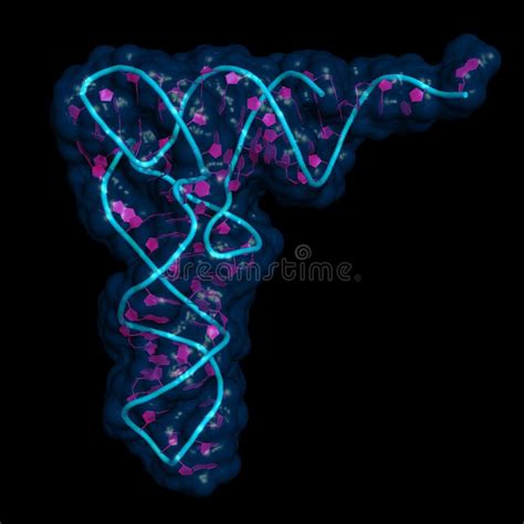 Transfer Rna Cartoon Model Stock Illustration Illustration Of
