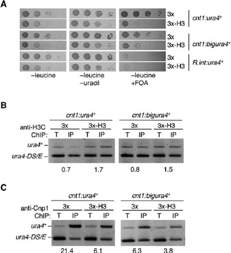 CENP A Cnp1 Overexpression Enhances Silencing And Increases Download Scientific Diagram