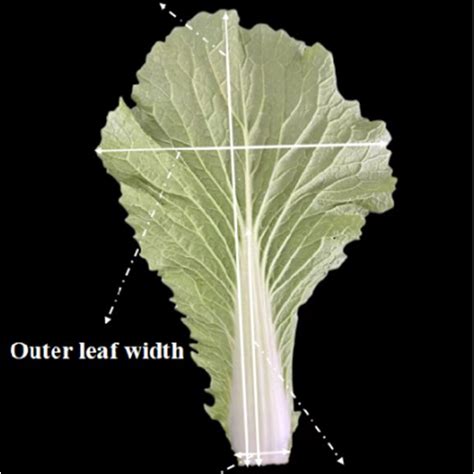 A The Measurement Standard Of Outer Leaf Length Outer Leaf Width Download Scientific
