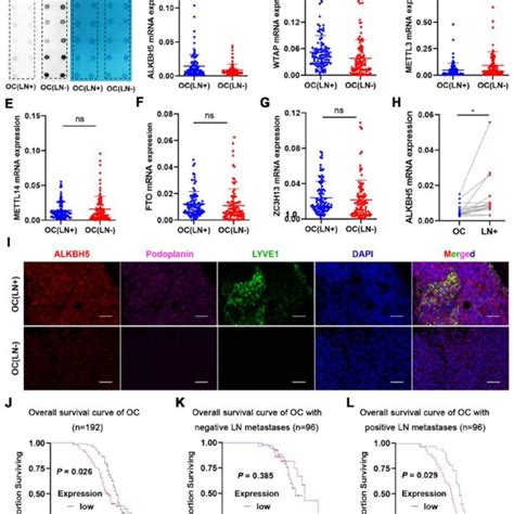 Alkbh5 Exerts Lymph Node Ln Metastasis In Epithelial Ovarian Cancer Download Scientific