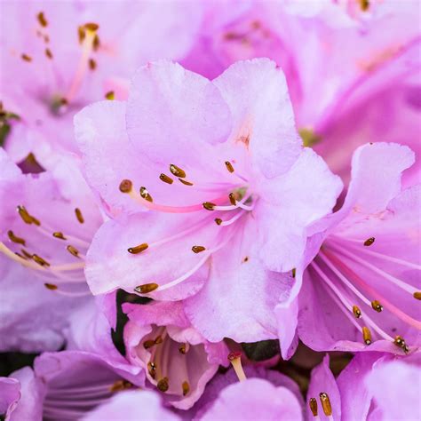 Buy Rhododendron Snipe Outdoor S Garden Ready Evergreen Dwarf Shrubs Potted Pink Spring