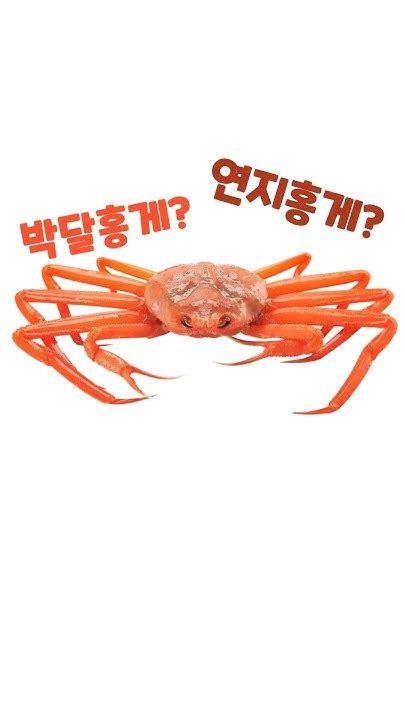 이거보면 더이상 홍게종류 안해깔려요 박달대게 Youtube