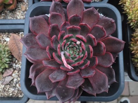 레종 까미유클로텔 마돈나 피그렛 천서진 피가르 오르다 테라 다육이 다육식물 네이버 블로그