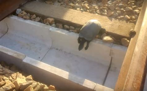 Turtle Tunnels Help Turtles Navigate Japans Train Tracks Safely